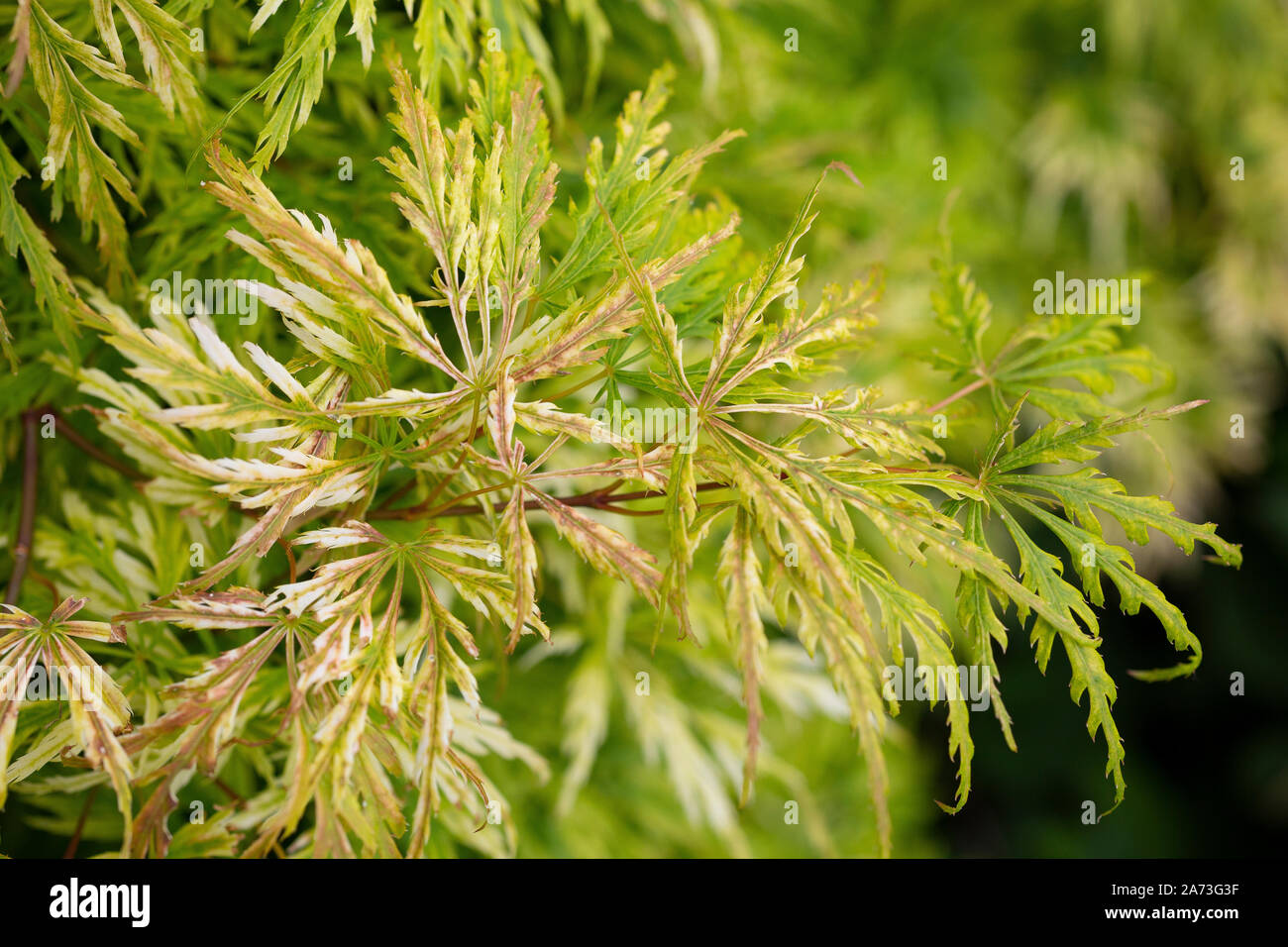 Acer palmatum 'Dissectum' Stock Photo - Alamy
