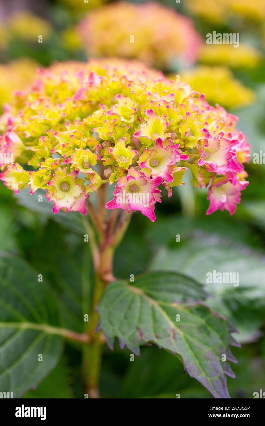 Hydrangea in bloom Stock Photo - Alamy