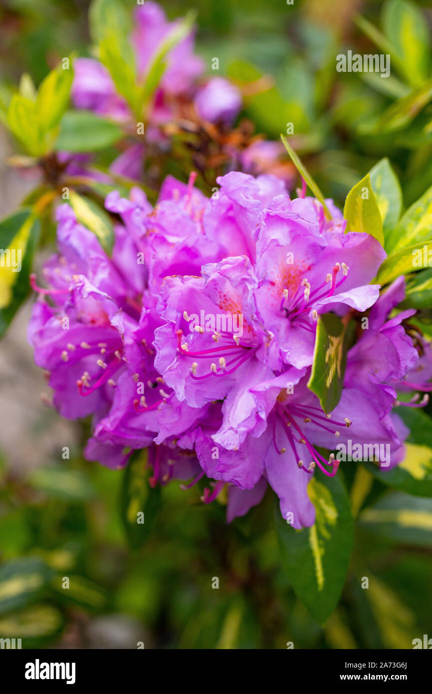 Rhododendron 'Molten Gold' Stock Photo - Alamy