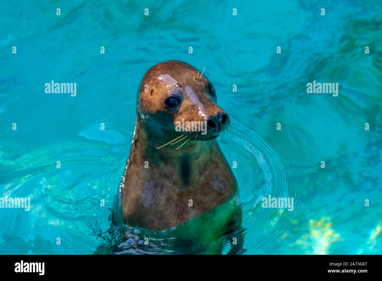 Cute playful seal swims and dives in the zoo pool. Image Stock Photo ...