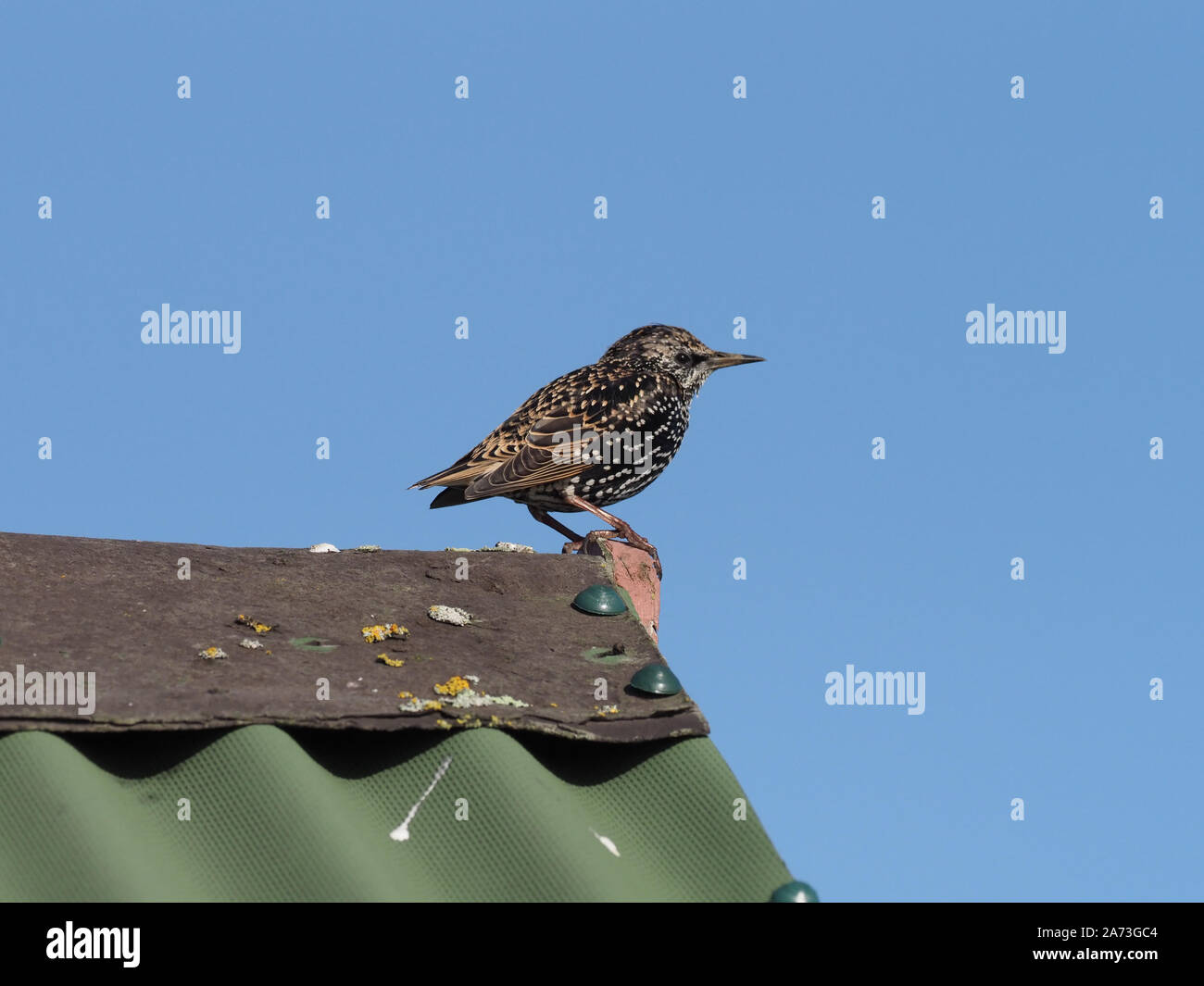 Starling on the roof hi-res stock photography and images - Alamy