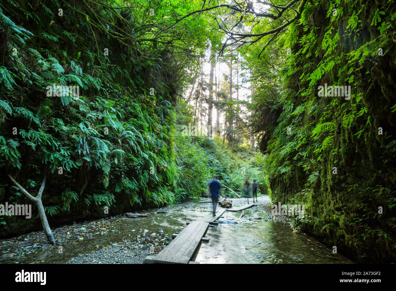 fern canyon in Redwoods National Park, USA, California Stock Photo - Alamy