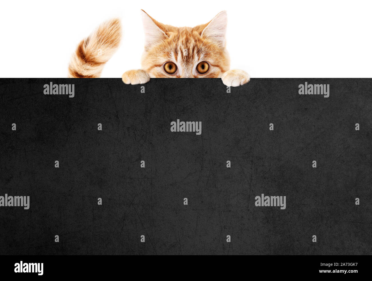 funny pet cat showing a black placard isolated on white background ...