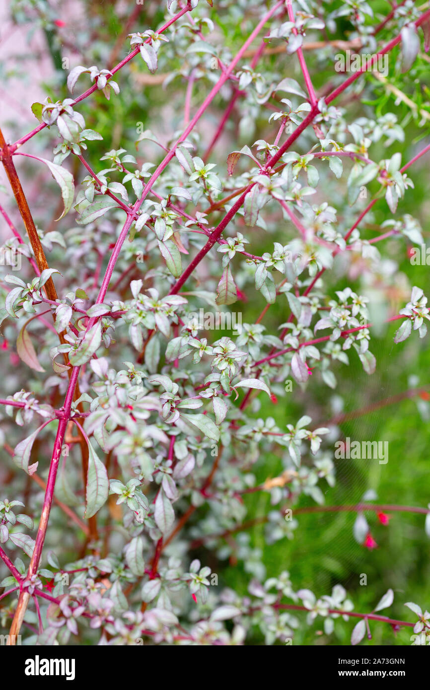 Fuchsia Microphylla High Resolution Stock Photography and Images - Alamy