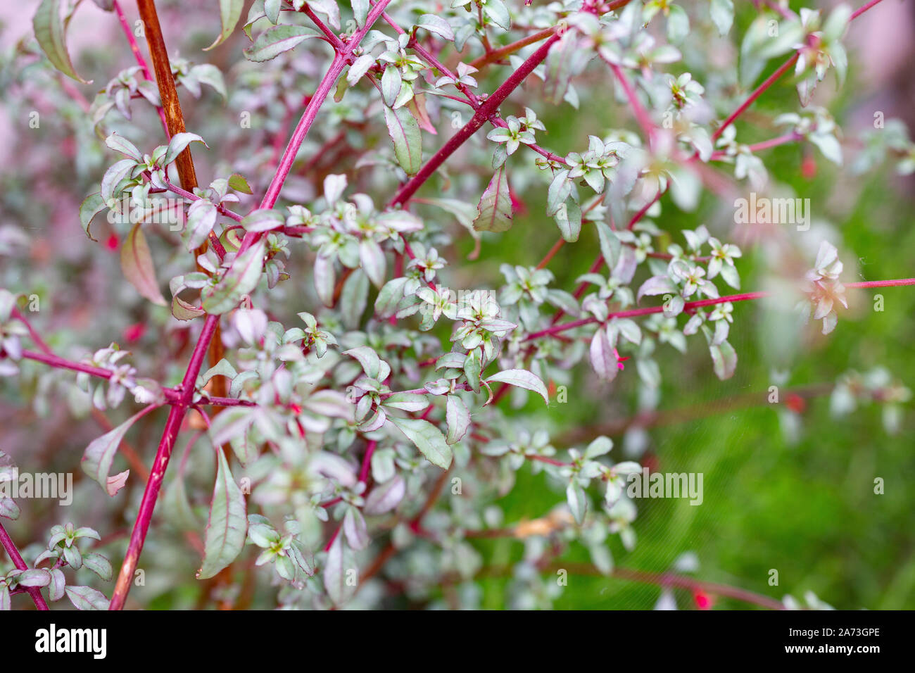 Fuchsia microphylla subsp hemsleyana silver lining hi-res stock ...