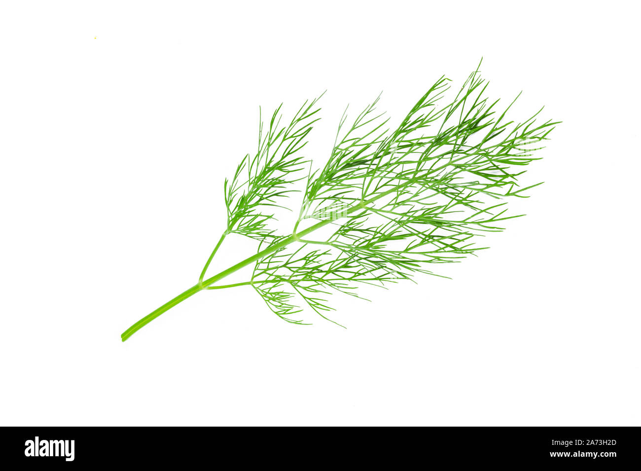 Fresh green dill isolated on a white background in close-up Stock Photo ...