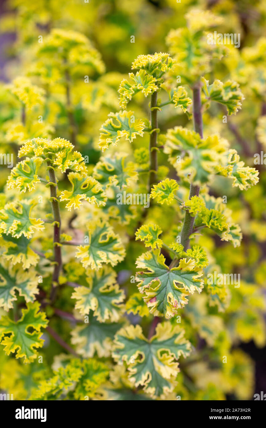 Variegated Geranium foliage Stock Photo - Alamy