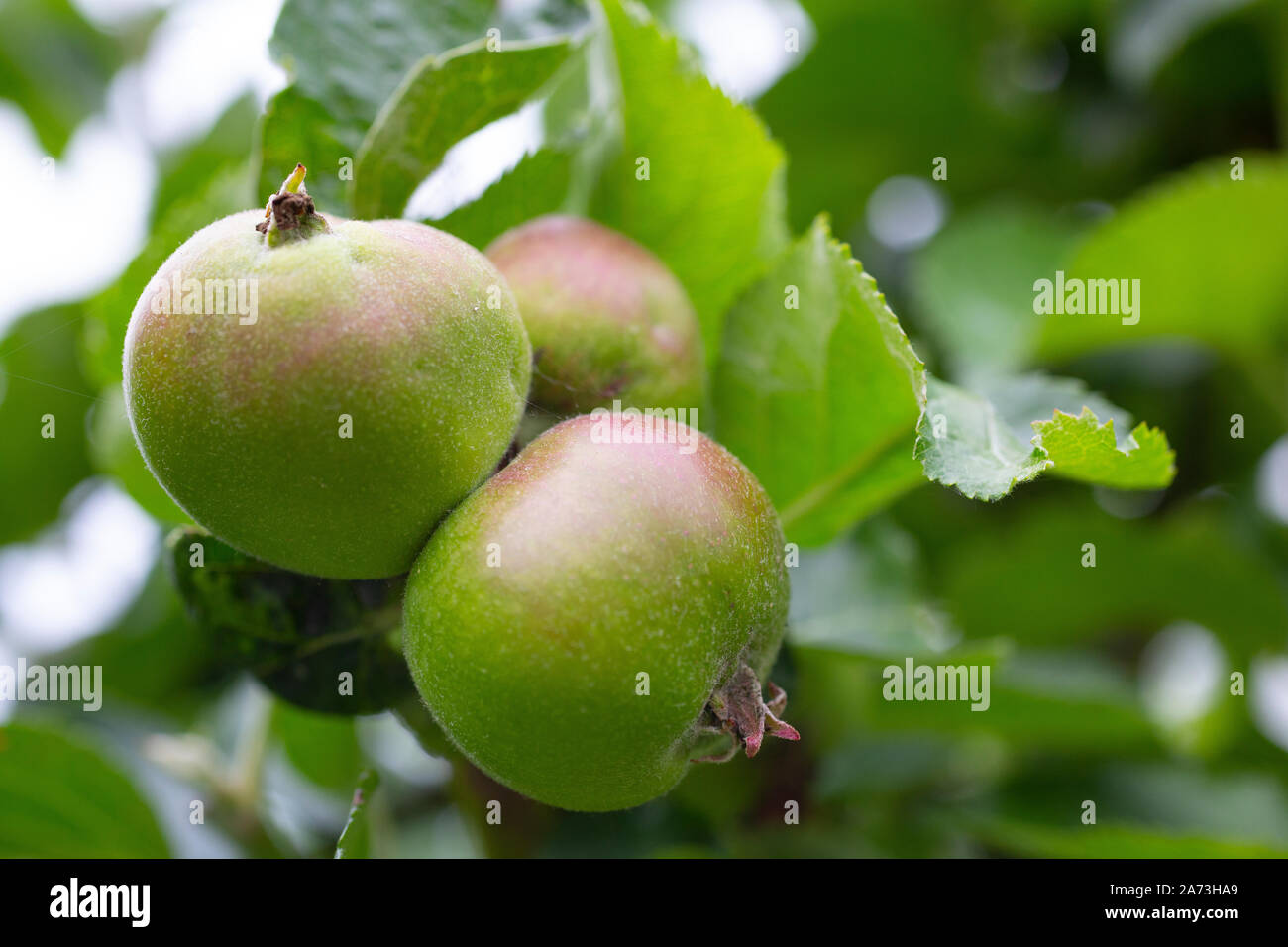 Malus discovery apple hi-res stock photography and images - Alamy