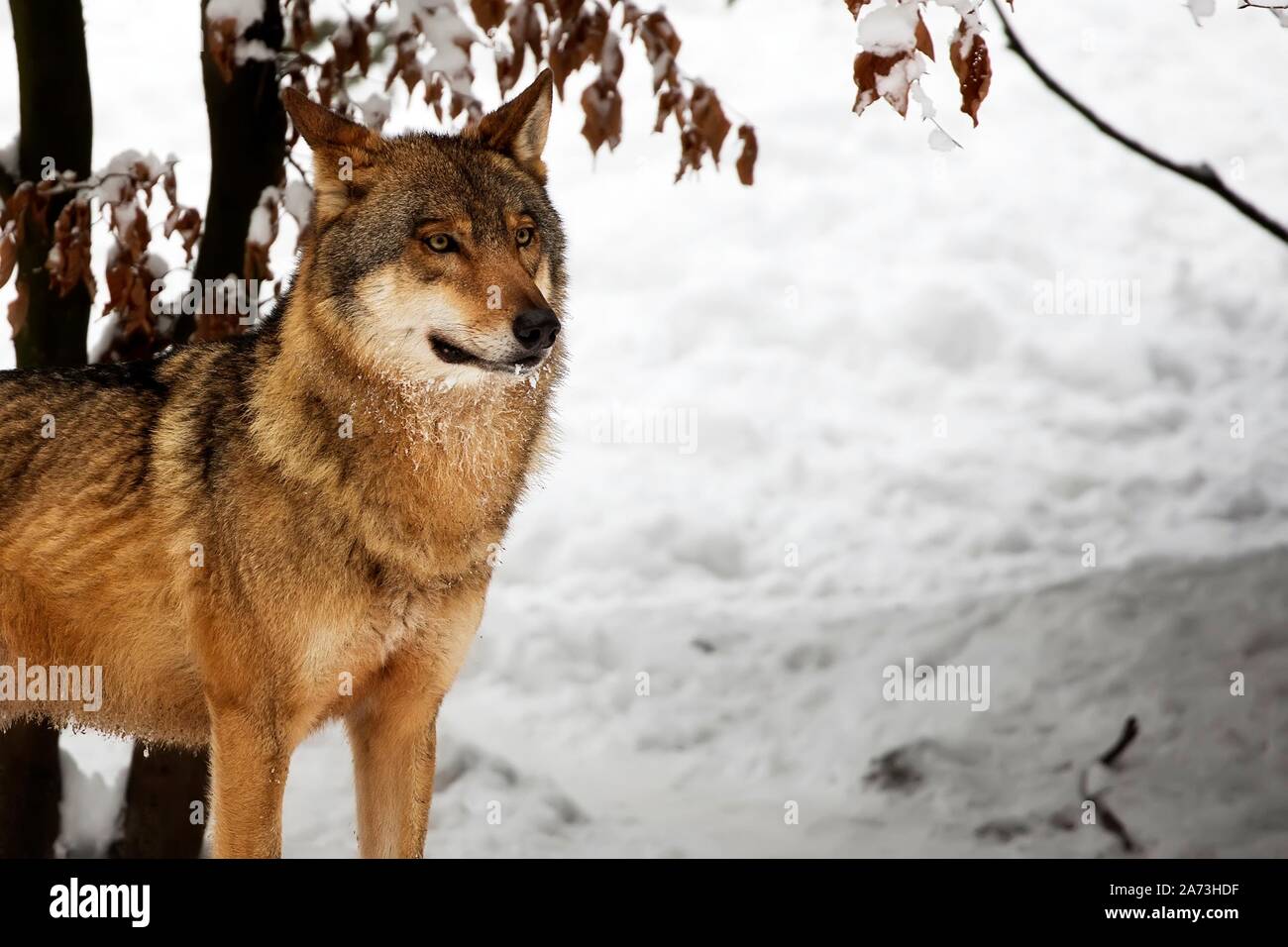 Wolf portrait with snow hi-res stock photography and images - Alamy