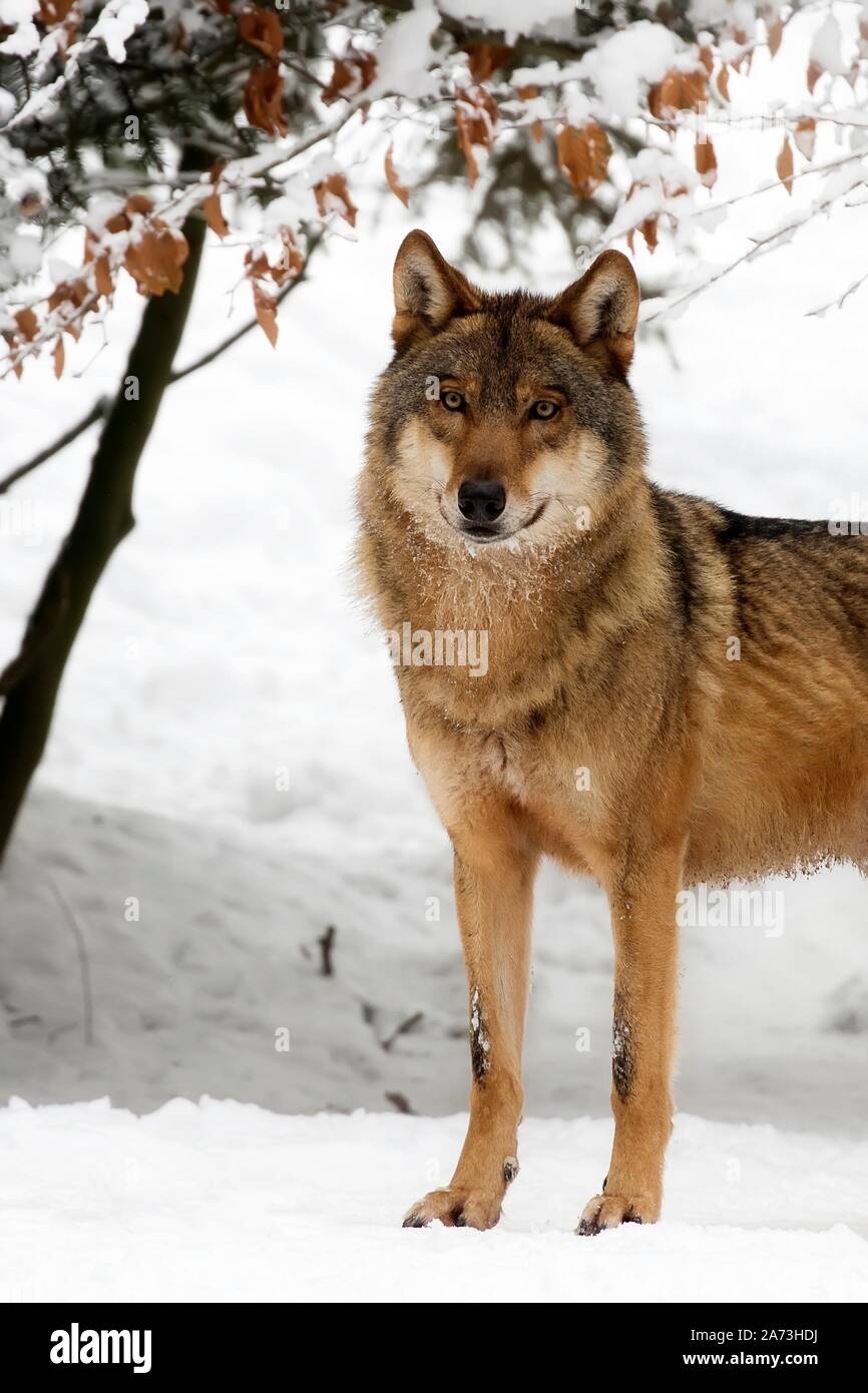Predator winter wolf gray wolf hi-res stock photography and images - Alamy