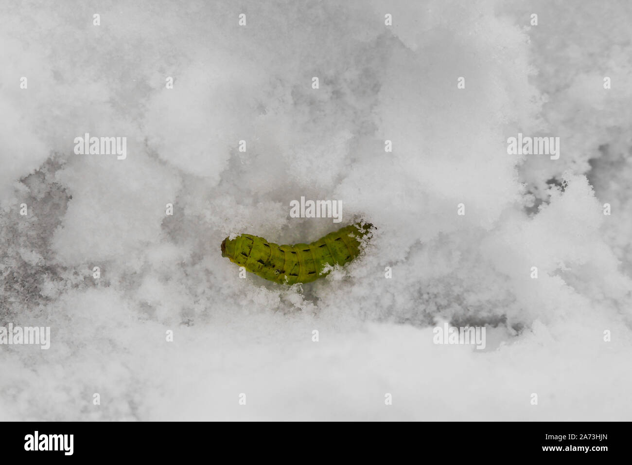 Green caterpillar buried in the snow Stock Photo - Alamy