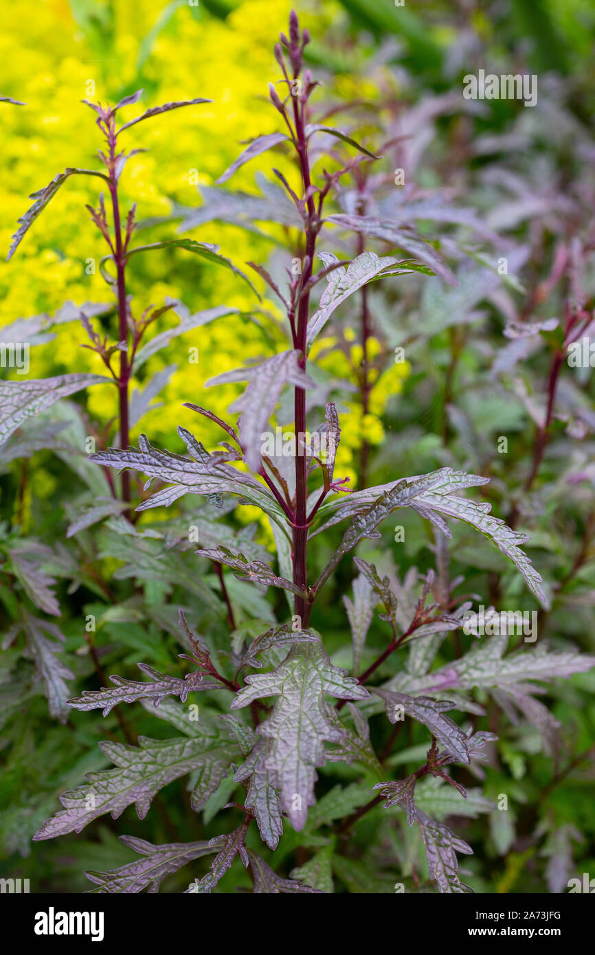 Verbena officinalis var. grandiflora 'Bampton' Stock Photo - Alamy