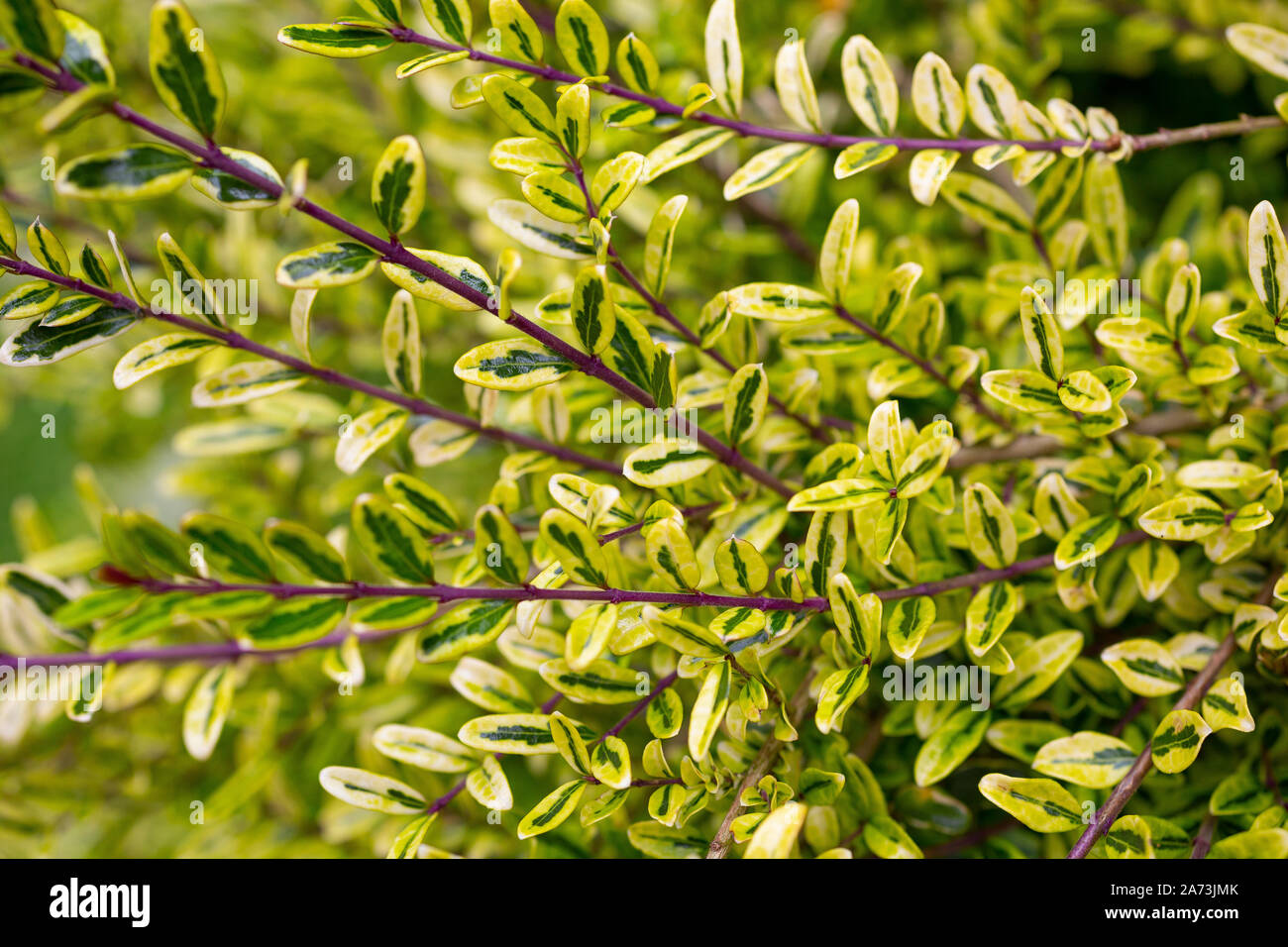 Lonicera ligustrina hi-res stock photography and images - Alamy