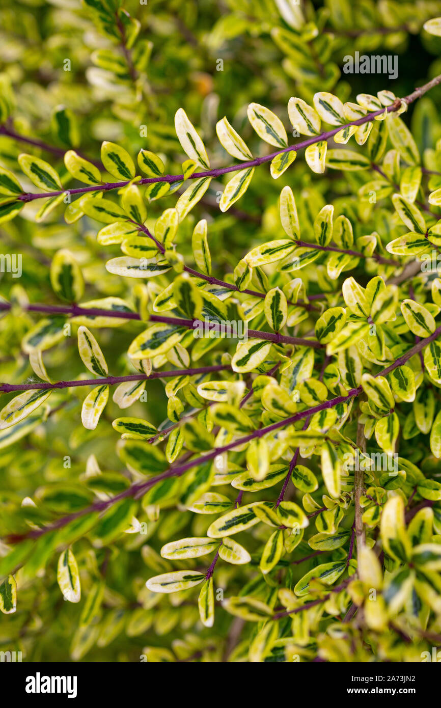 Lonicera ligustrina hi-res stock photography and images - Alamy