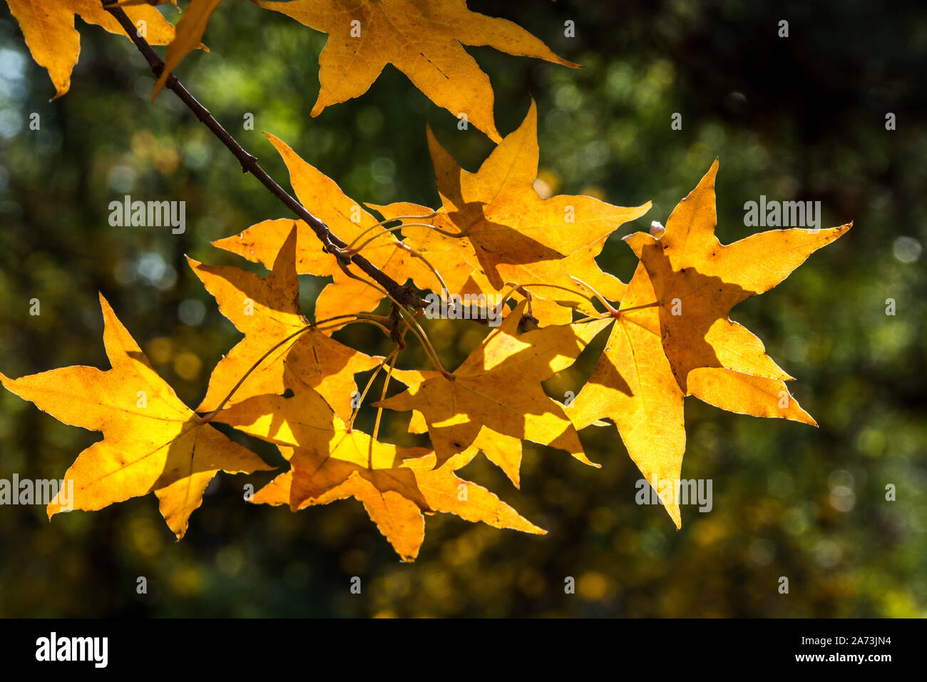 Gold Maple Leaf High Resolution Stock Photography and Images - Alamy