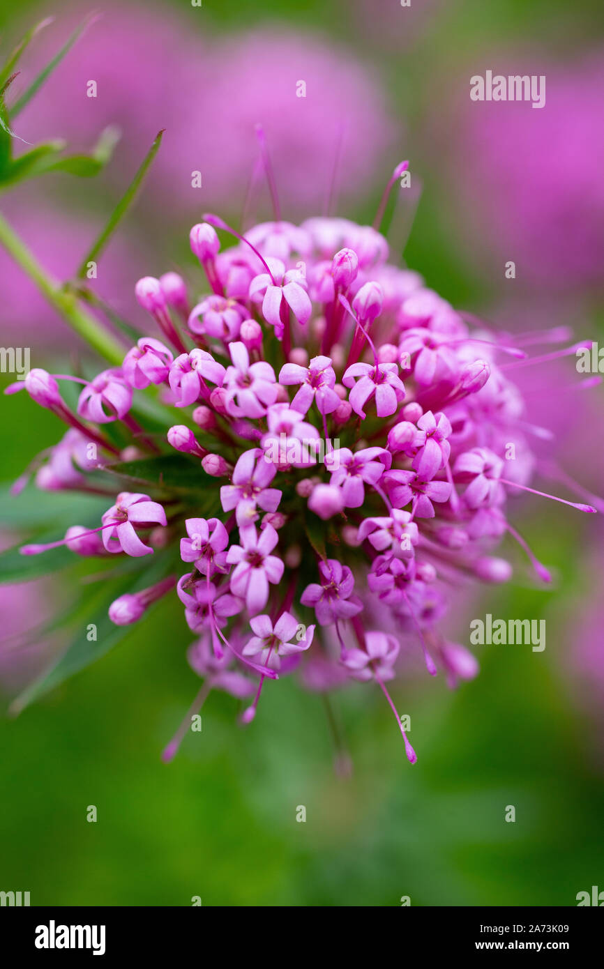 Phuopsis hi-res stock photography and images - Alamy