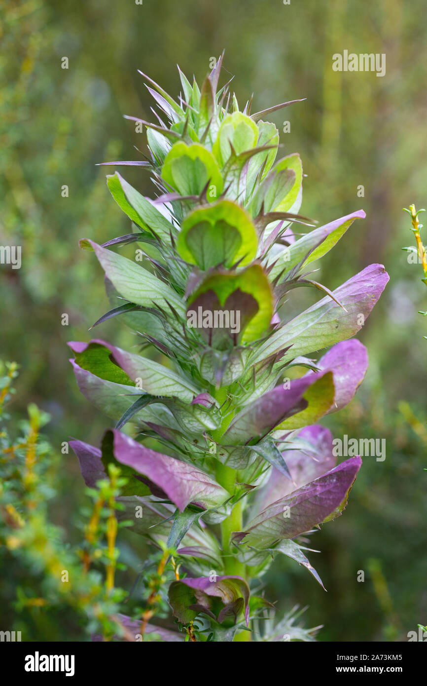 Acanthus spinosus in bloom Stock Photo - Alamy