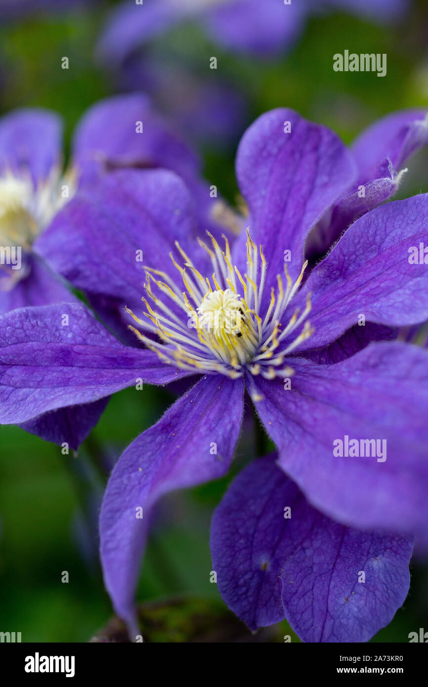 Clematis arabella hi-res stock photography and images - Alamy