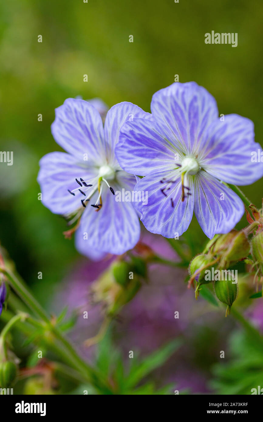 Geranium pratense 'Mrs Kendall Clark' Stock Photo - Alamy