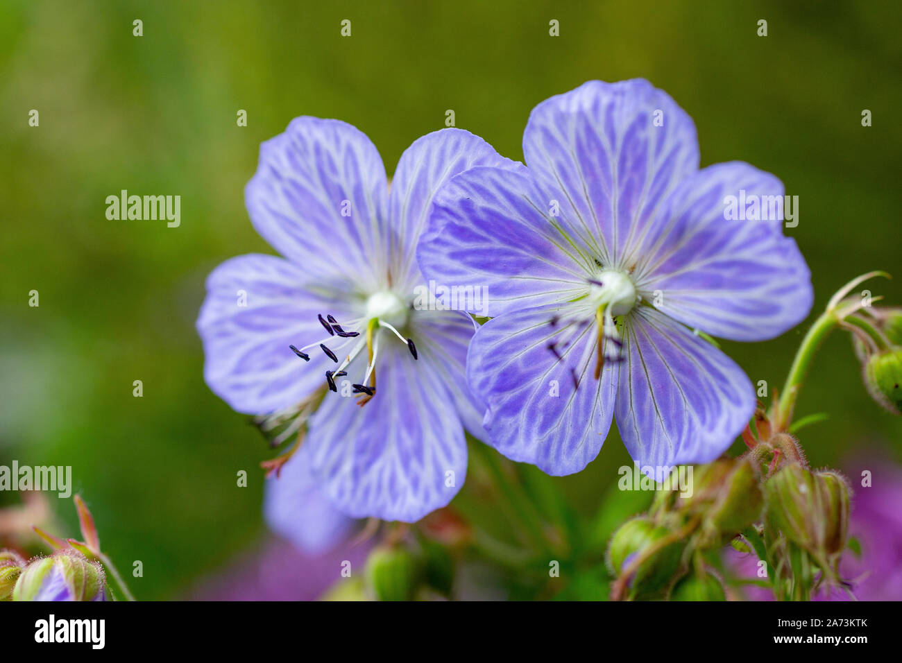 Geranium pratense 'Mrs Kendall Clark' Stock Photo - Alamy