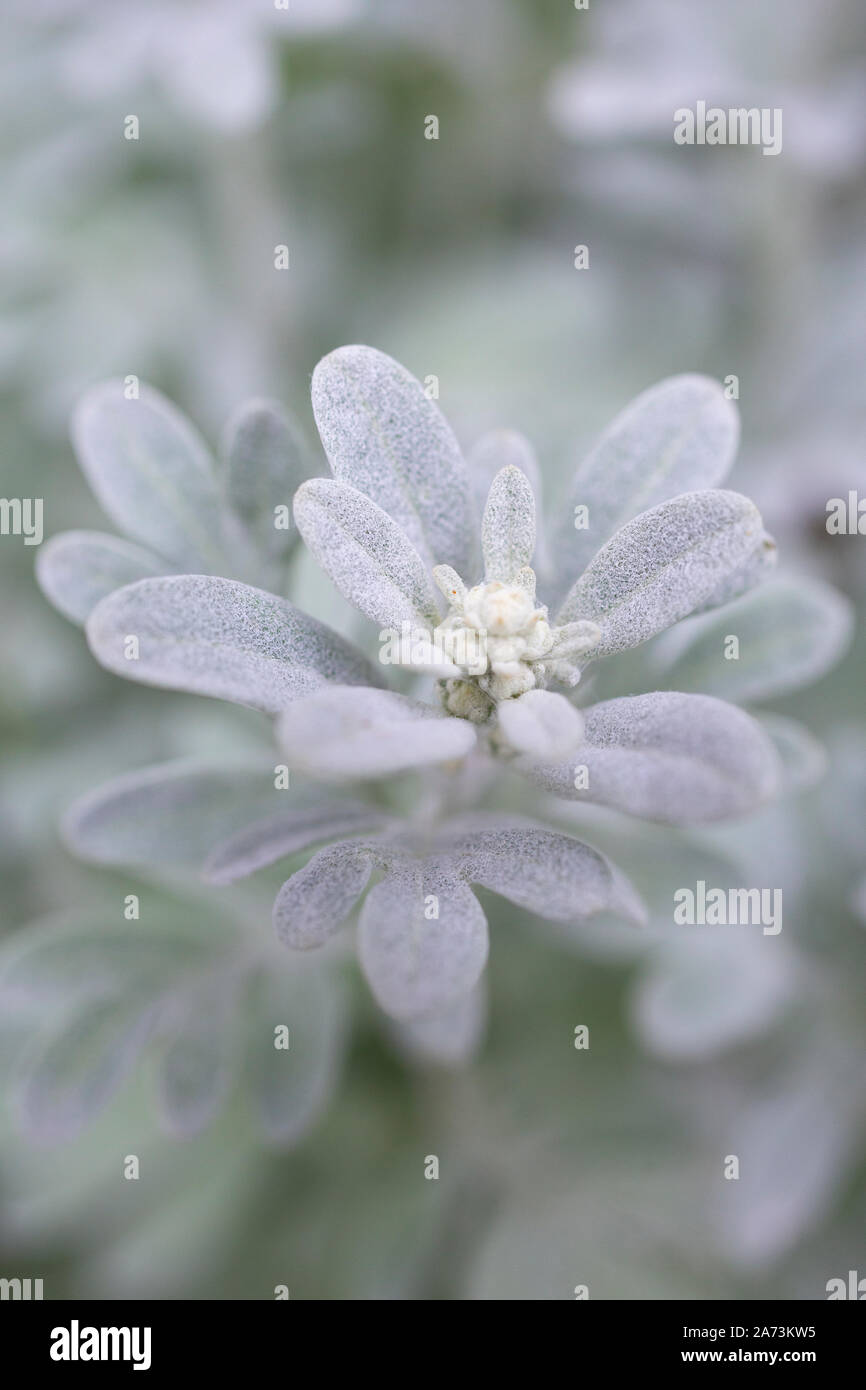 Artemisia stelleriana silver brocade hi-res stock photography and ...