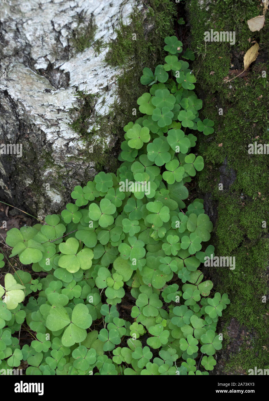 Oxalis acetosella tree hi-res stock photography and images - Alamy