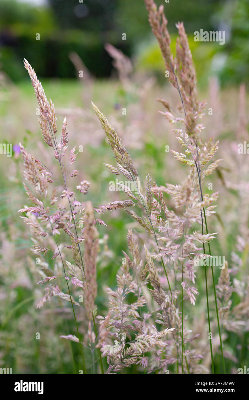 Holcus lanatus velvet grass hi-res stock photography and images - Alamy