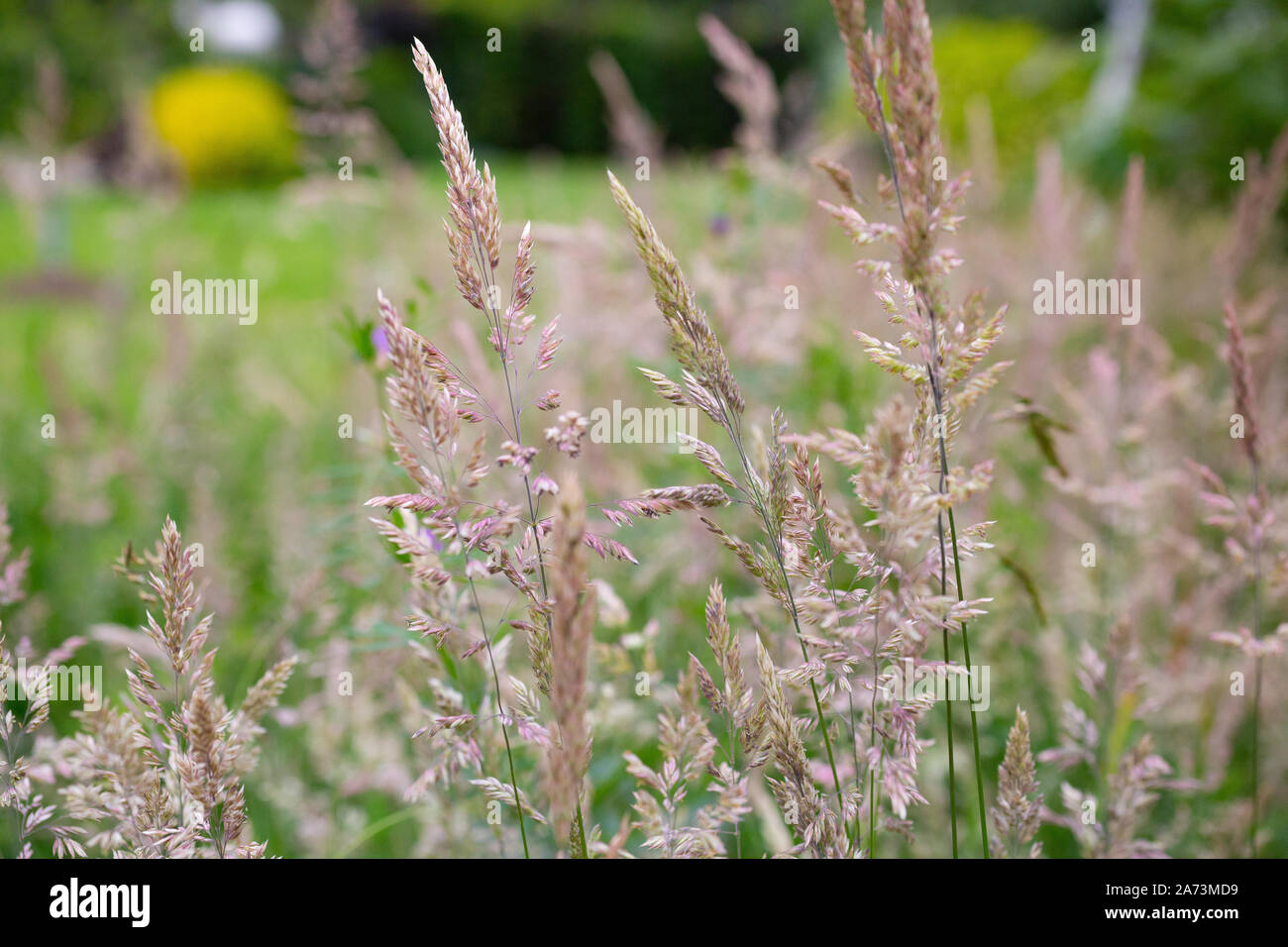 Holcus lanatus velvet grass hi-res stock photography and images - Alamy