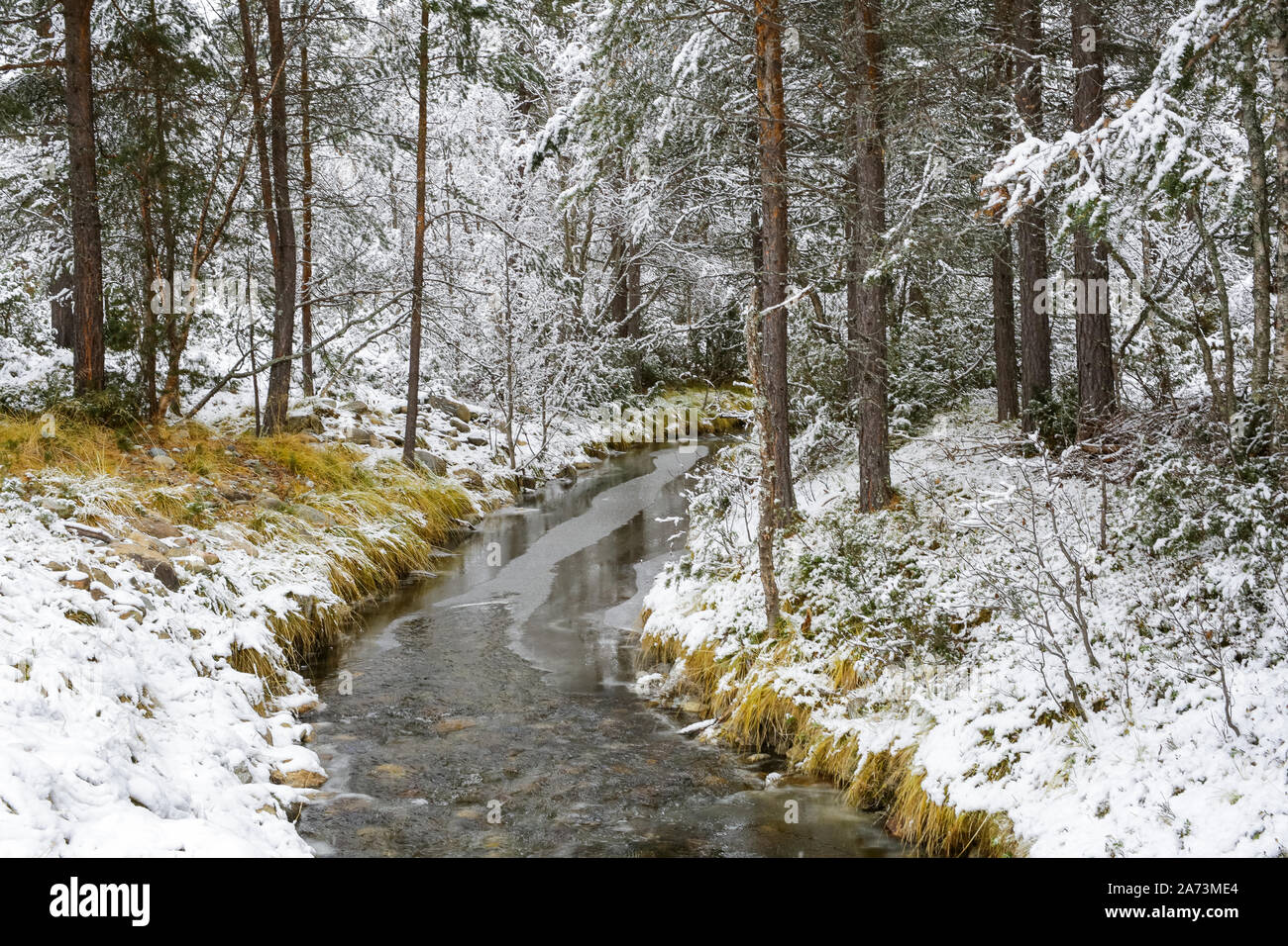First snowfall, the stream in the forest with trees covered with snow ...