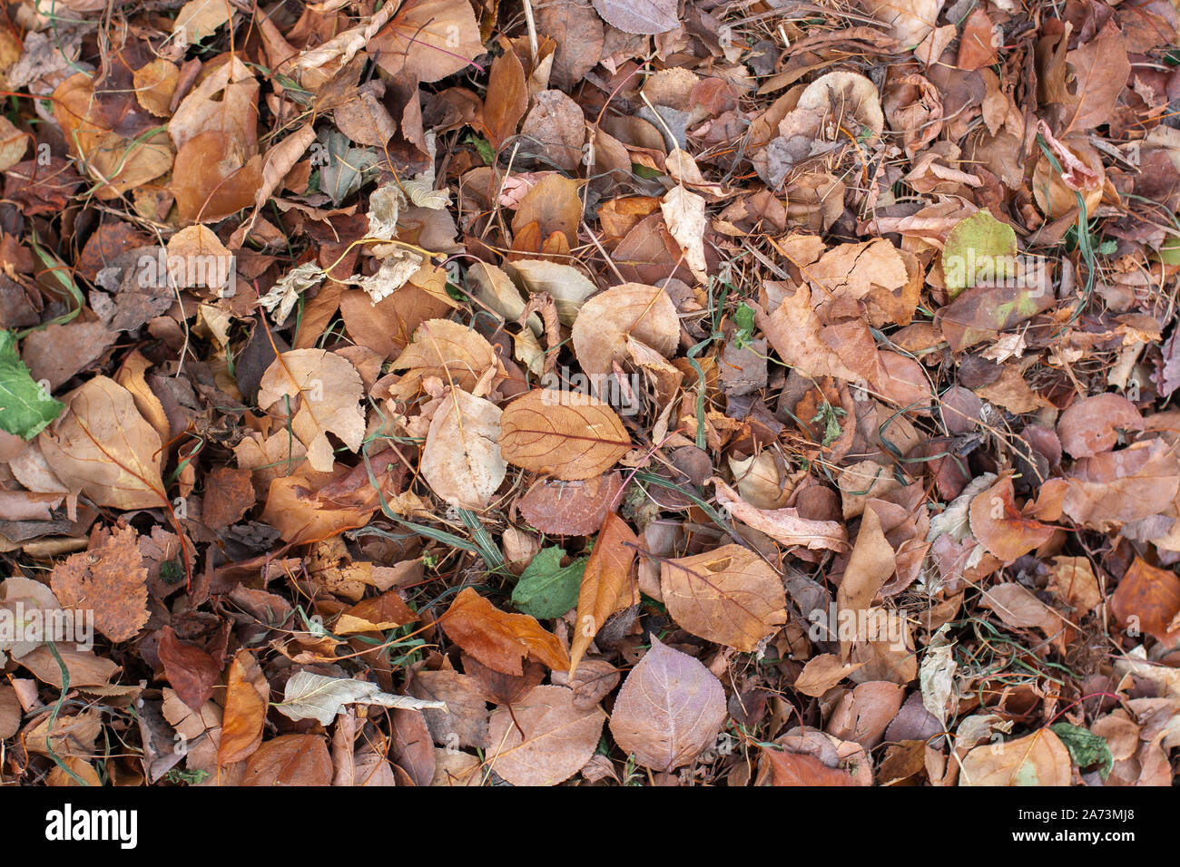 Natural texture of old dry autumn leaves and grass on the ground. Lots ...