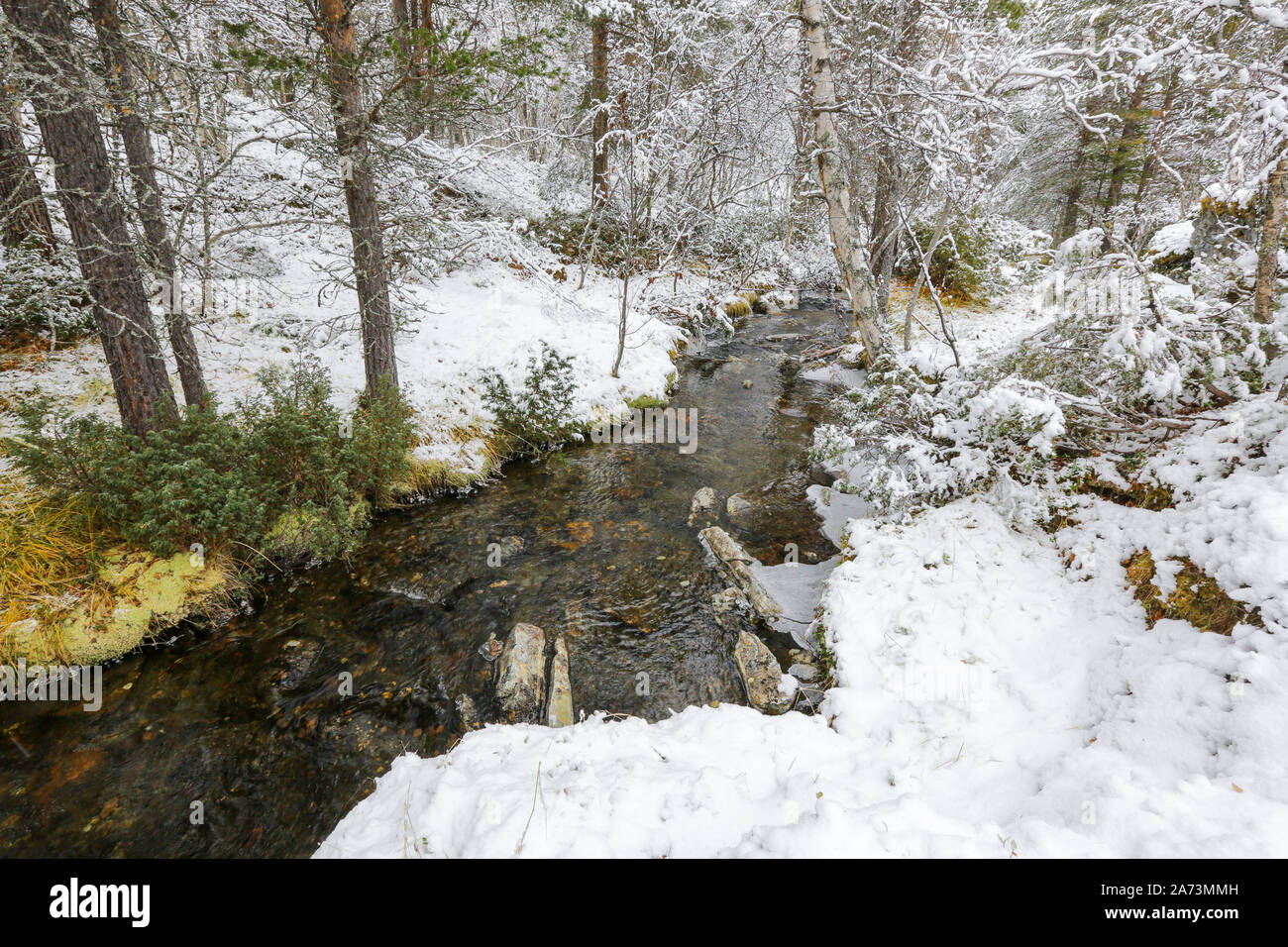 First snowfall, stream in the forest with trees covered with snow Stock ...