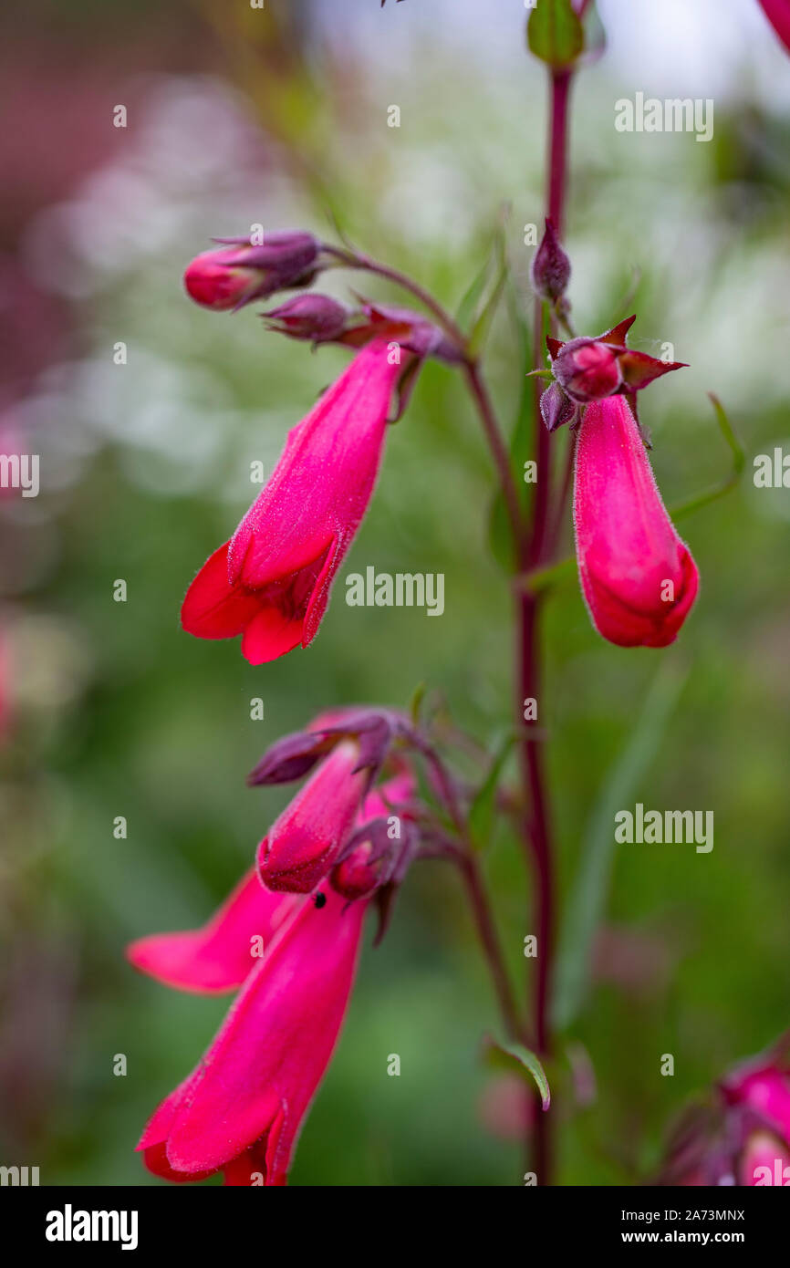 Penstemon firebird hi-res stock photography and images - Alamy
