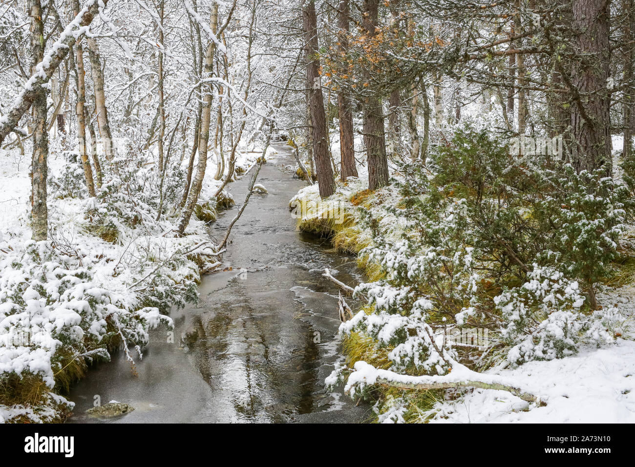 First snowfall, the stream in the forest with trees covered with snow ...