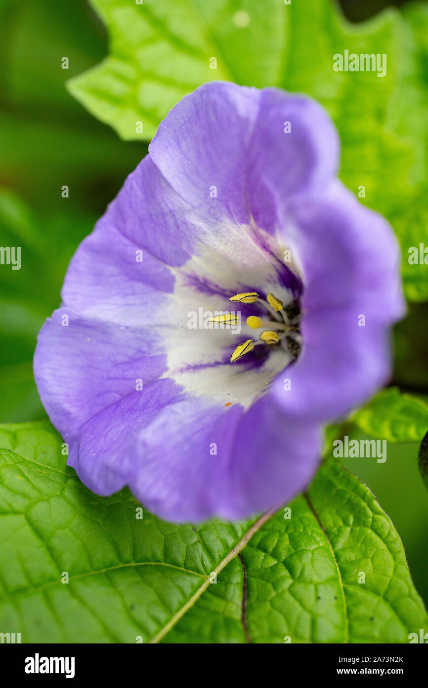 Nicandra physalodes hi-res stock photography and images - Alamy