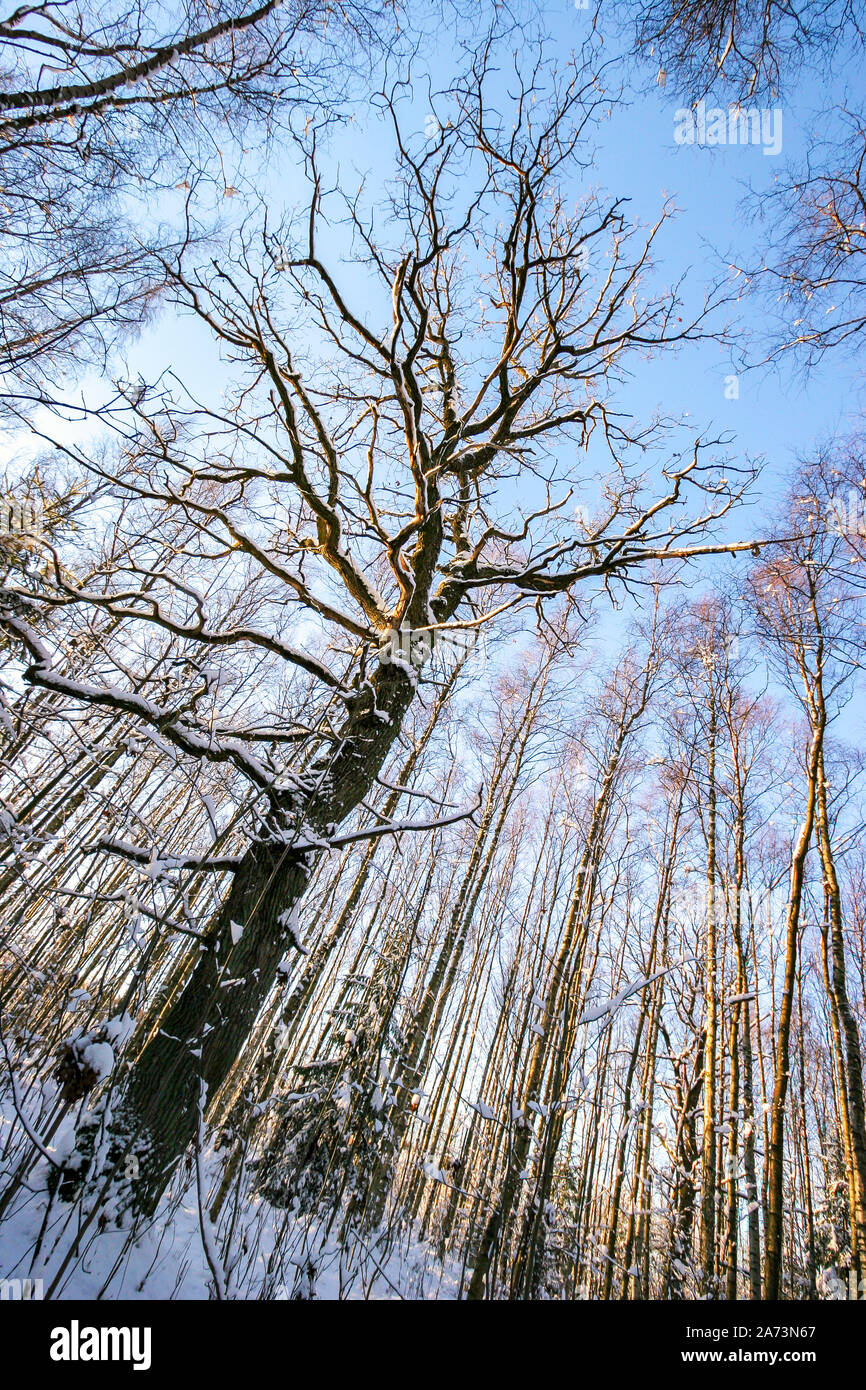 Forest with snow in the forest with a big tree. The vertical frame is ...