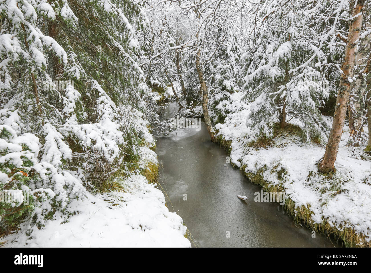 Frozen stream in the forest with trees covered with snow after first ...