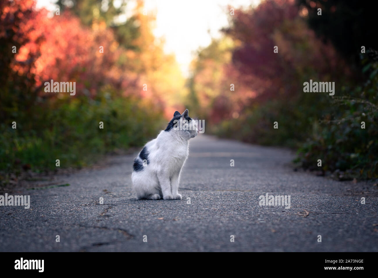 Black forest clinic hi-res stock photography and images - Alamy