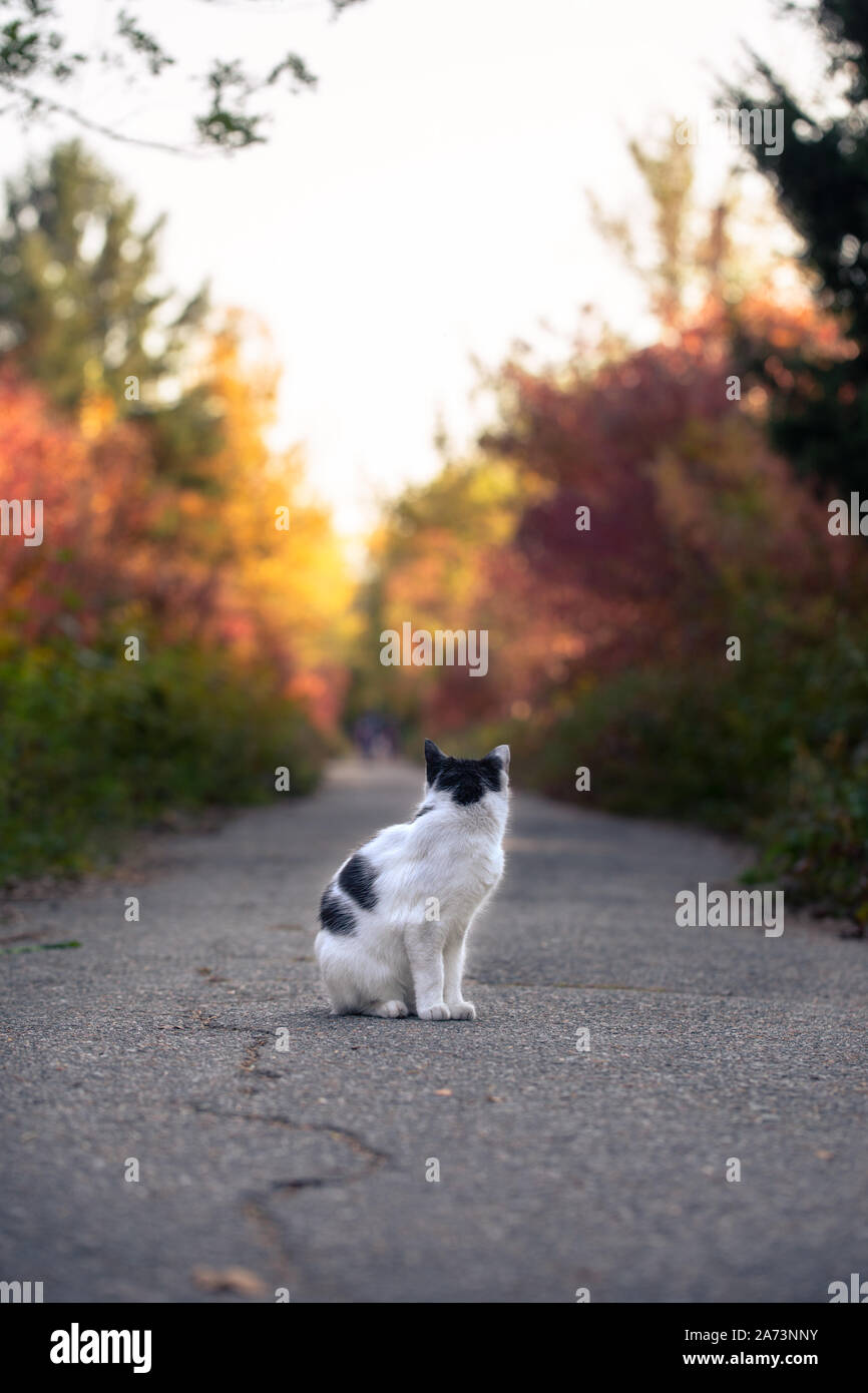 street cat on a forest path. Homeless cat on the background of the ...