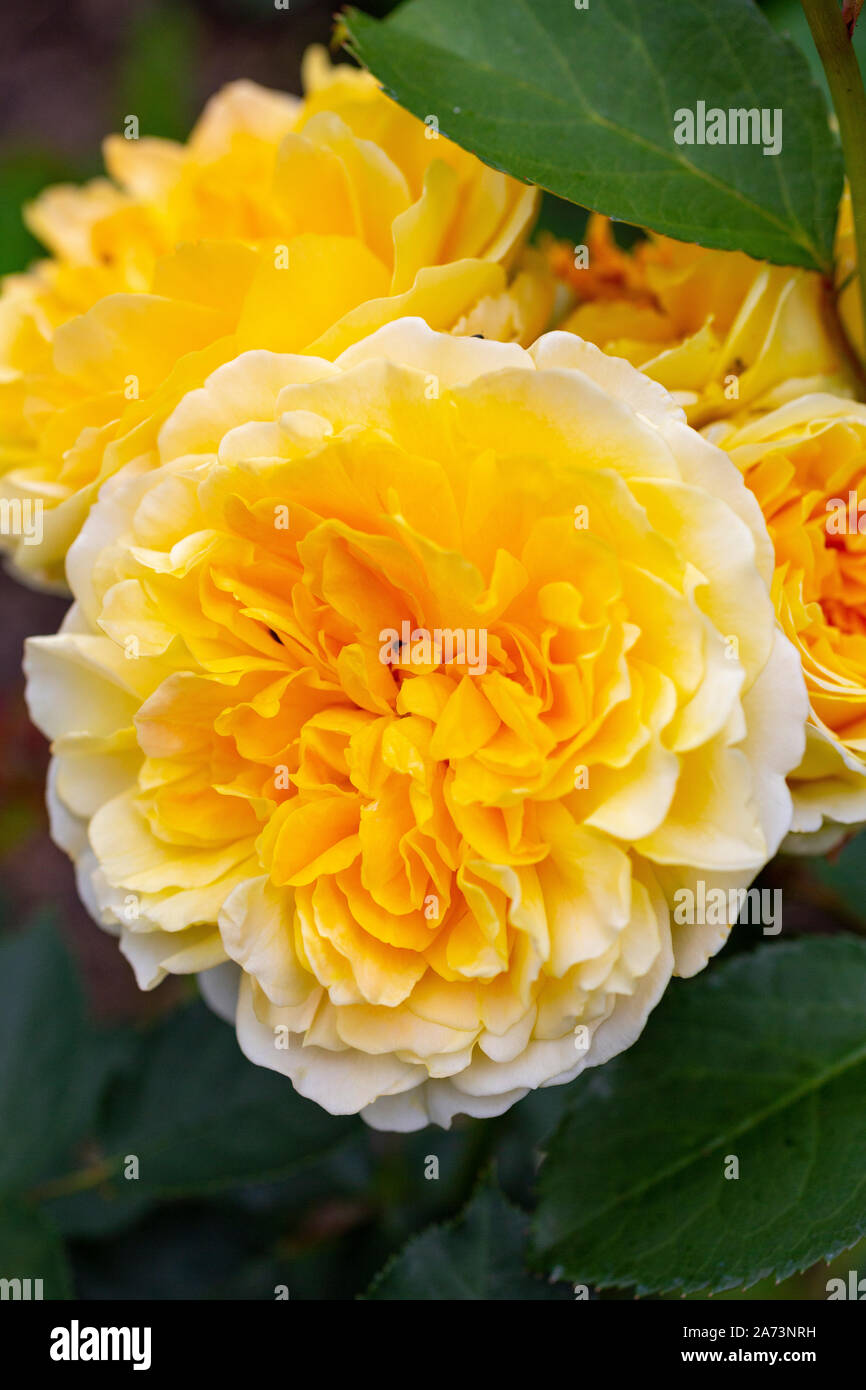 Shrub rose molineux hi-res stock photography and images - Alamy