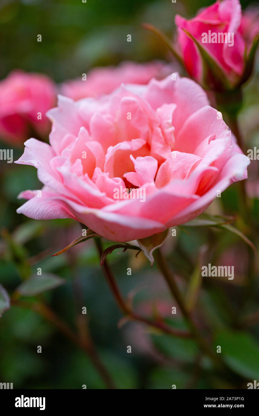 Rosa 'Star Performer' Stock Photo - Alamy