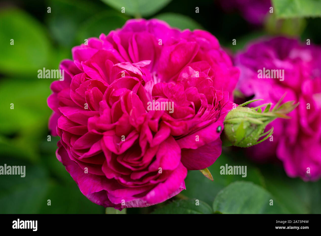 Rosa de resht hi-res stock photography and images - Alamy