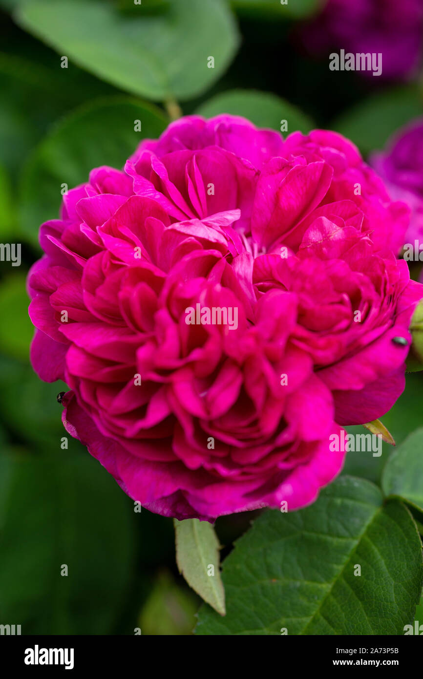 Rosa 'De Resht' Stock Photo - Alamy