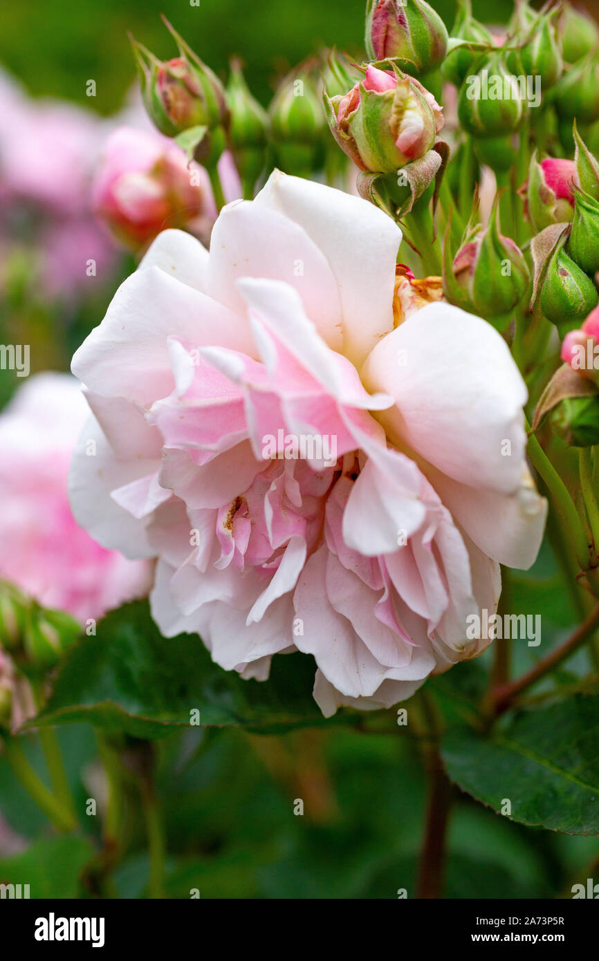 Rose rosa felicia hi-res stock photography and images - Alamy