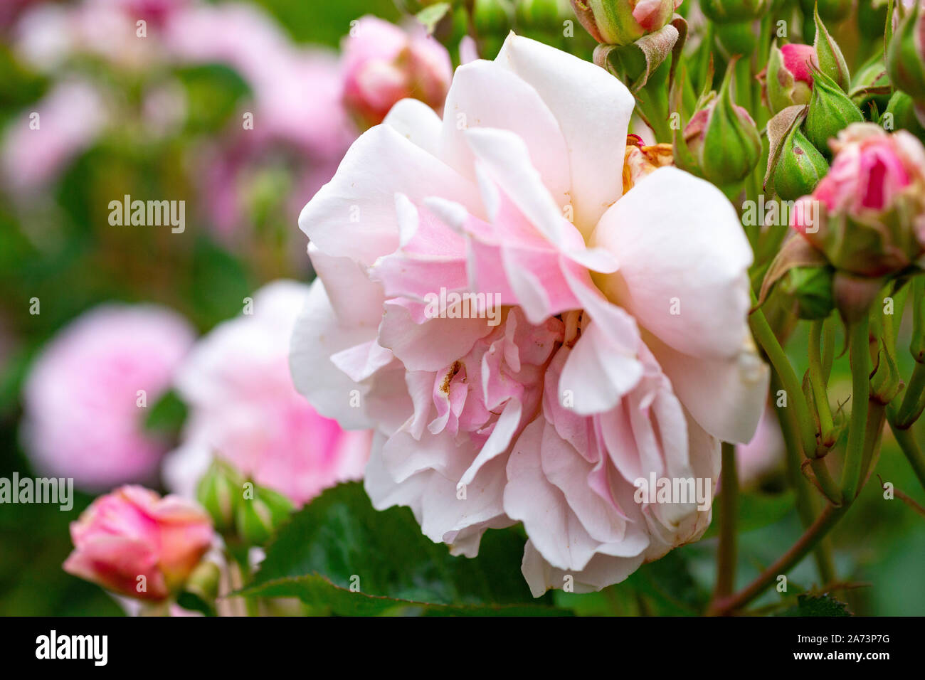 Felicia rose hi-res stock photography and images - Alamy