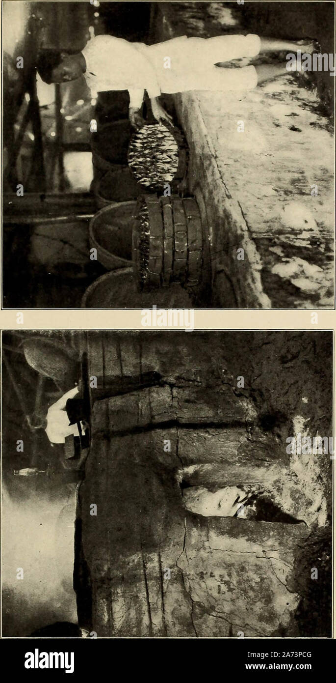 "The Philippine journal of science" (1906 Stock Photo - Alamy