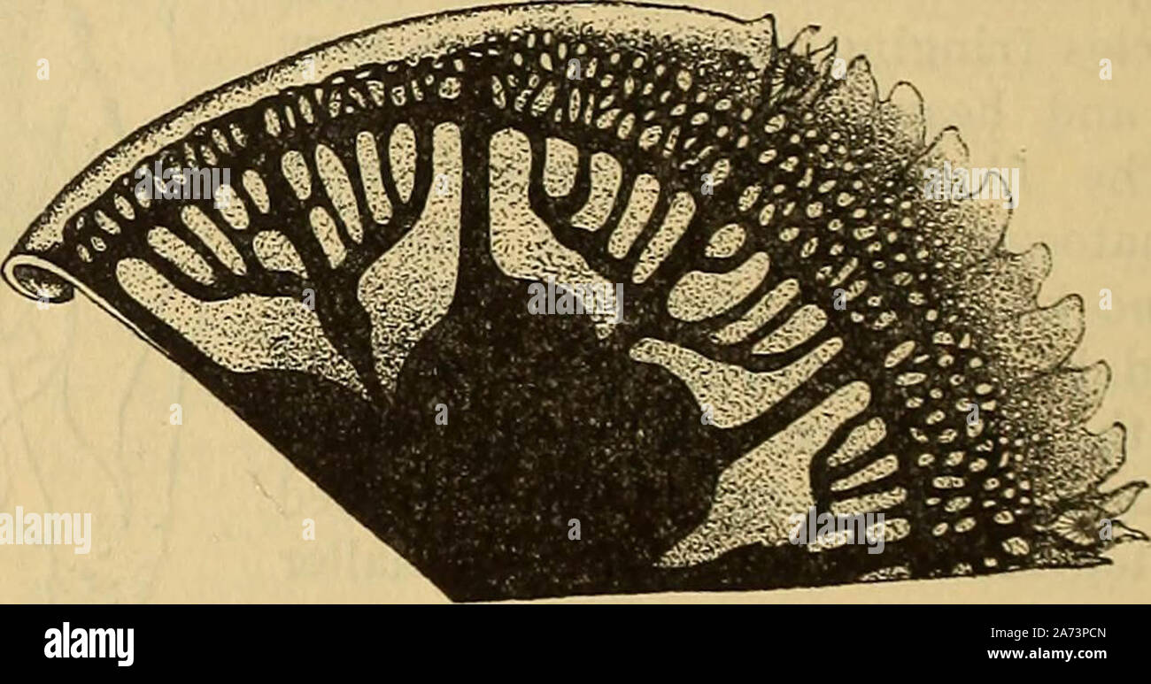 "The Philippine journal of science" (1906 Stock Photo - Alamy