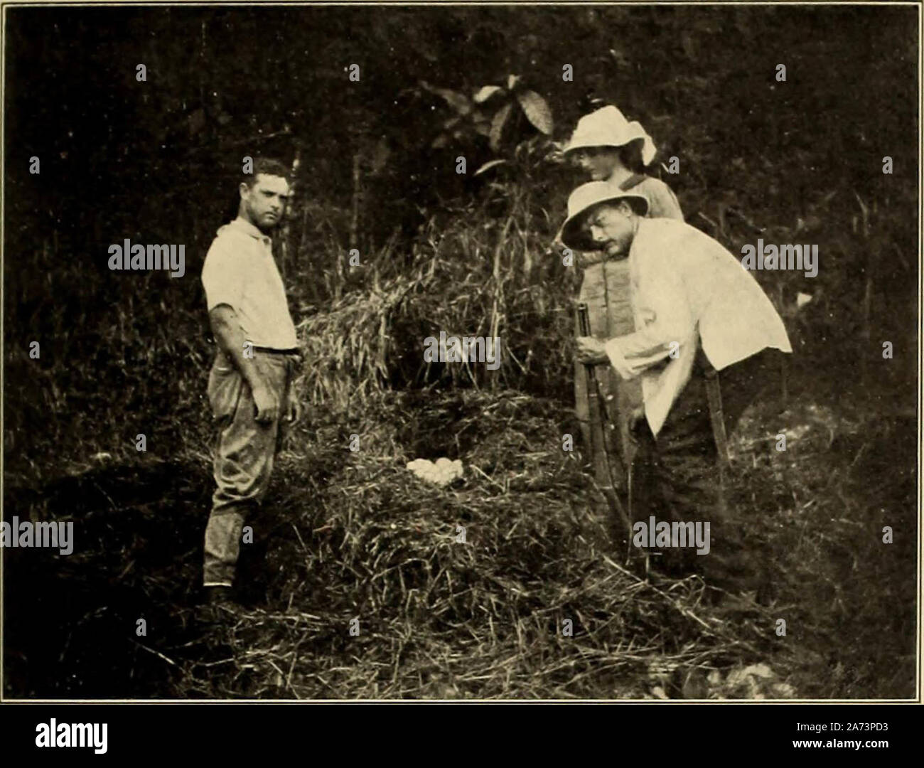 "The Philippine journal of science" (1906 Stock Photo - Alamy