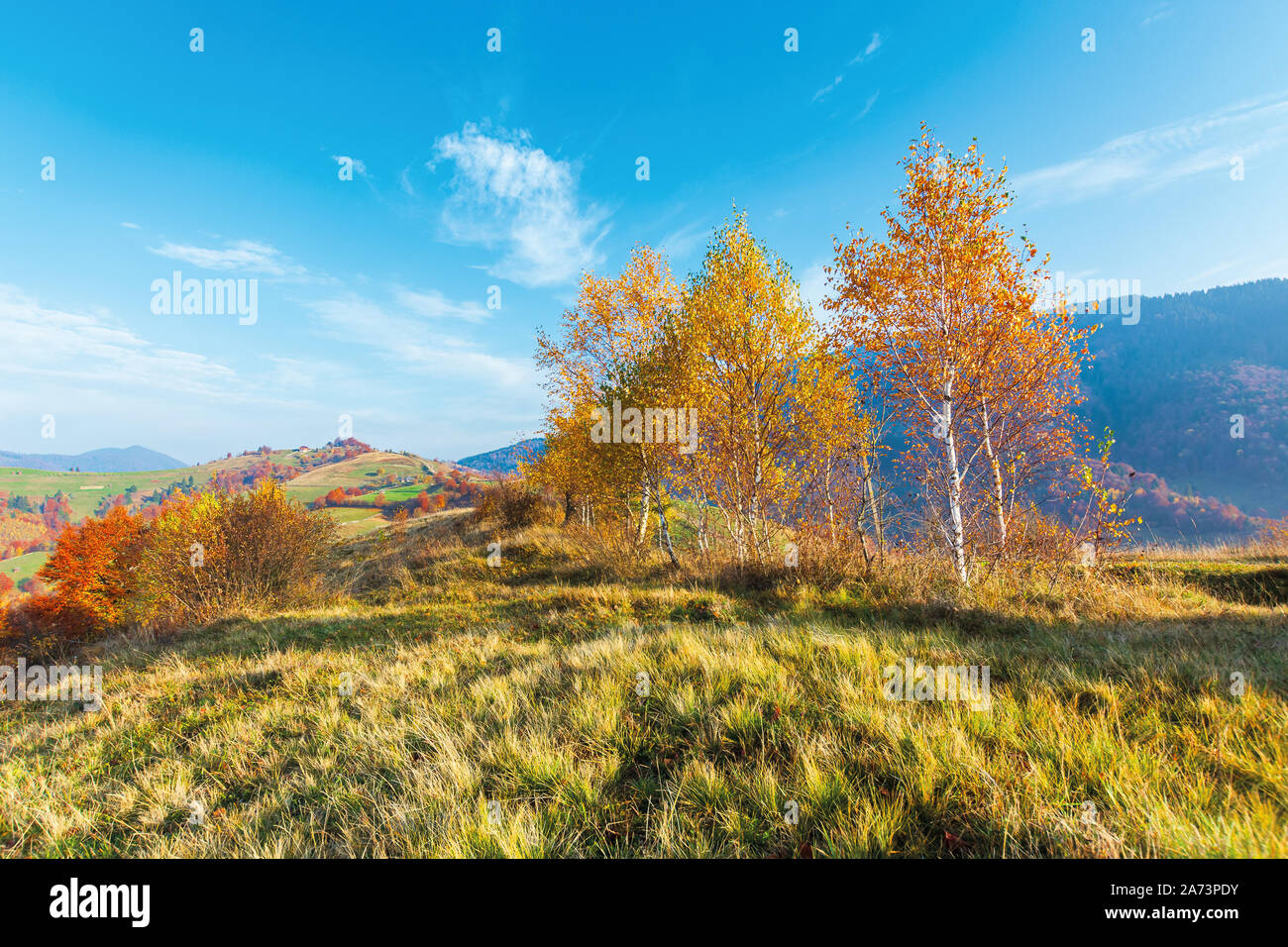 Beautiful village trees hi-res stock photography and images - Alamy