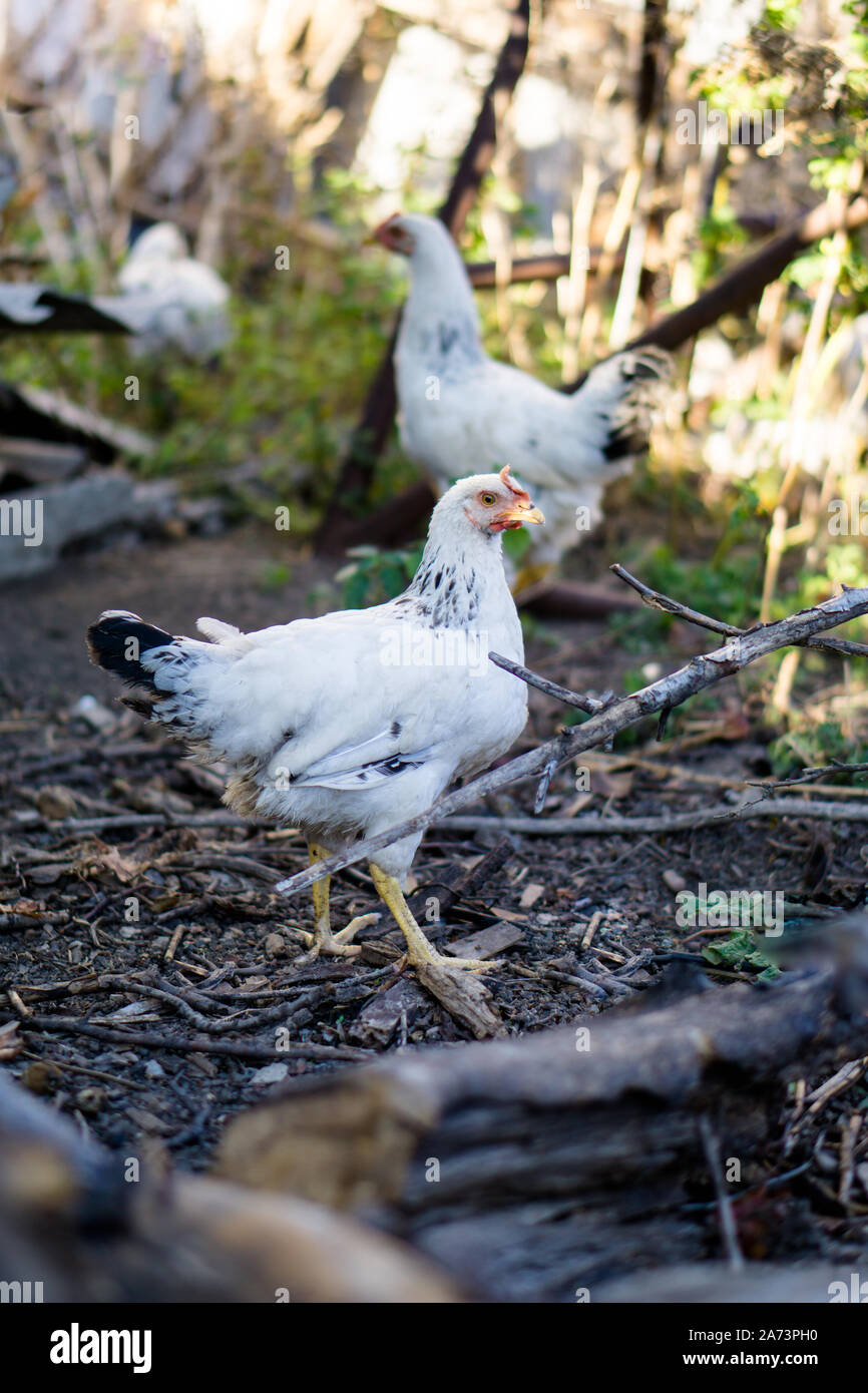 Village chicken in the backyard of country house, household farming ...