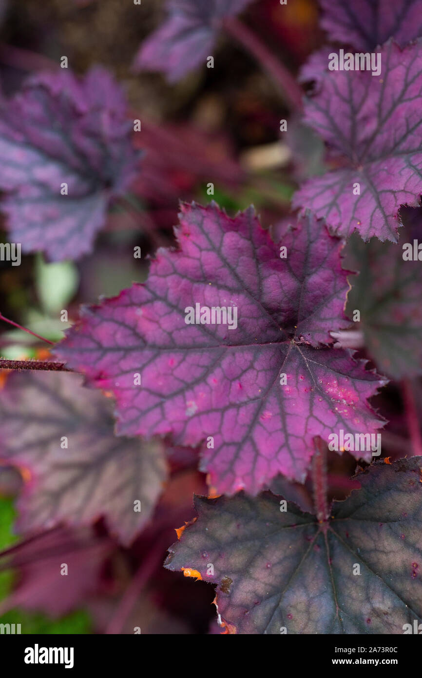 Heuchera 'Frosted Violet' Stock Photo - Alamy